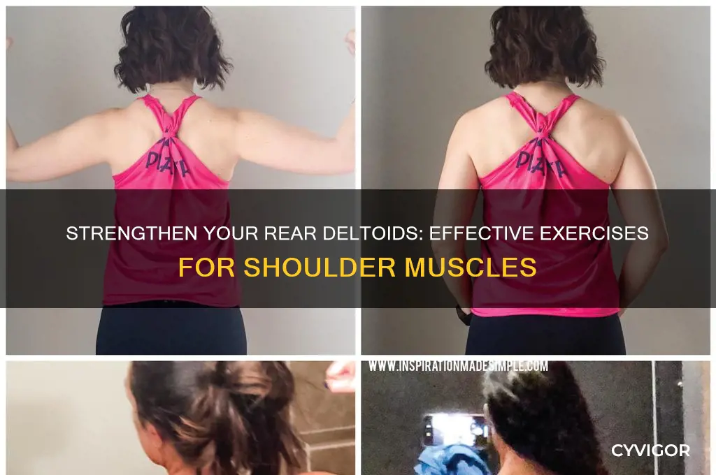 Strengthen Your Rear Deltoids: Effective Exercises For Shoulder Muscles ...