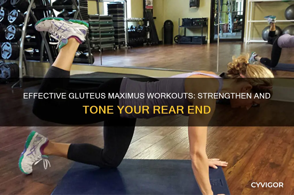 Effective Gluteus Maximus Workouts: Strengthen And Tone Your Rear End ...