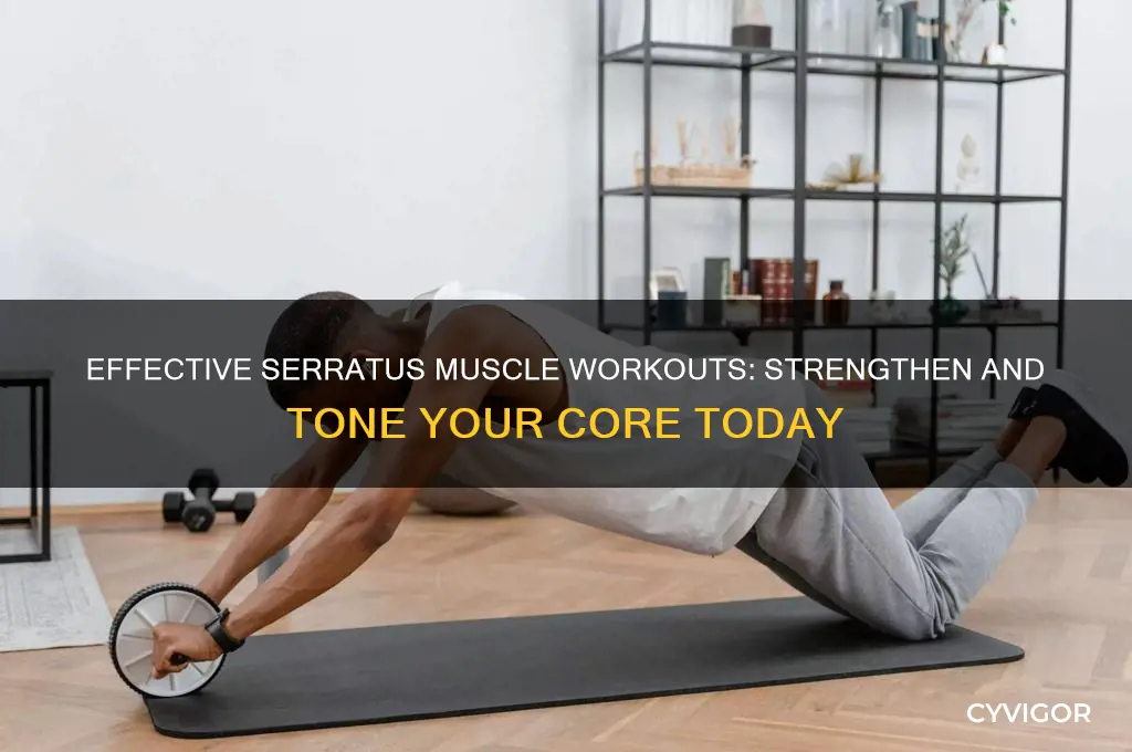 Effective Serratus Muscle Workouts: Strengthen And Tone Your Core Today ...