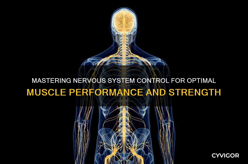 Mastering Nervous System Control For Optimal Muscle Performance And ...