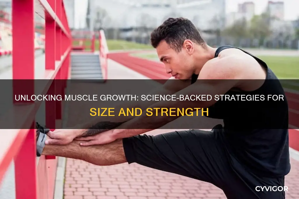 Unlocking Muscle Growth: Science-Backed Strategies For Size And ...
