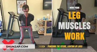 Understanding The Trapezius: Functions, Movements, And Essential Roles ...