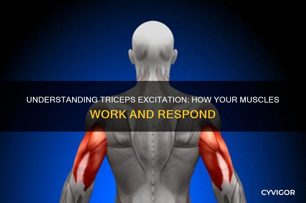 Understanding Triceps Excitation: How Your Muscles Work And Respond ...