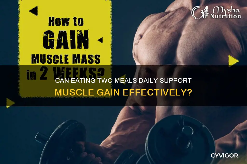 Can Eating Two Meals Daily Support Muscle Gain Effectively? | CyVigor