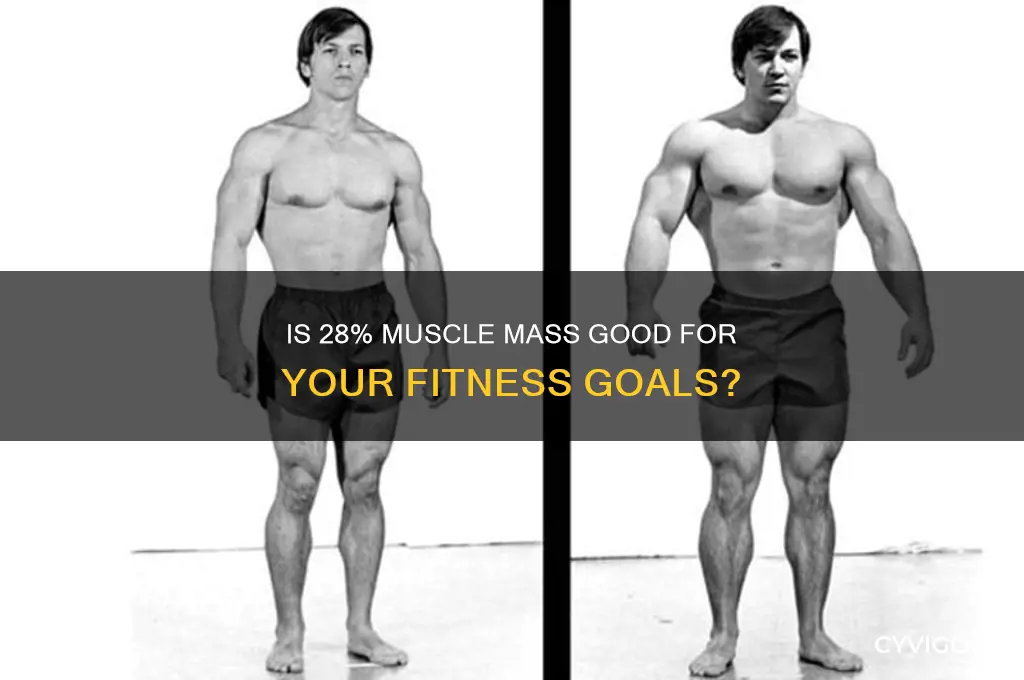 Is 28% Muscle Mass Good For Your Fitness Goals? | CyVigor