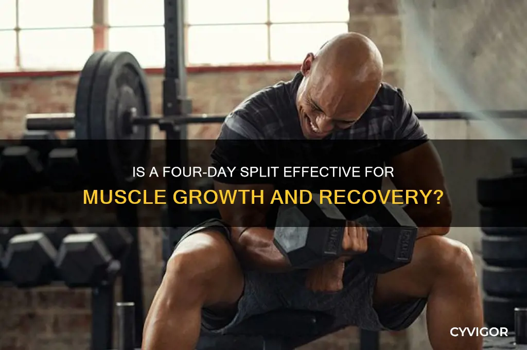 Is A Four-Day Split Effective For Muscle Growth And Recovery? | CyVigor