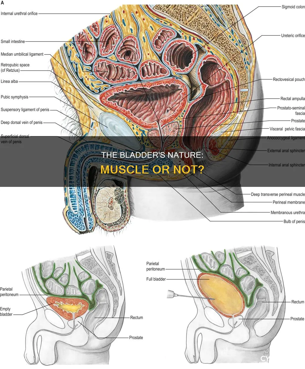 The Bladder's Nature: Muscle Or Not? | CyVigor