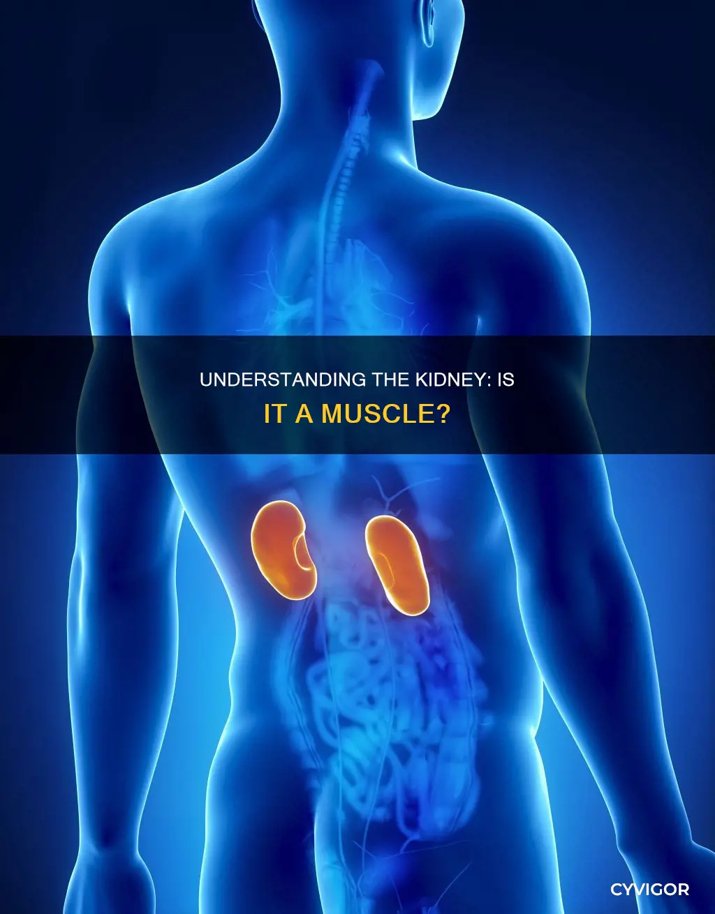 Understanding The Kidney: Is It A Muscle? | CyVigor