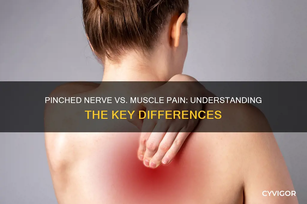 Pinched Nerve Vs. Muscle Pain: Understanding The Key Differences | CyVigor