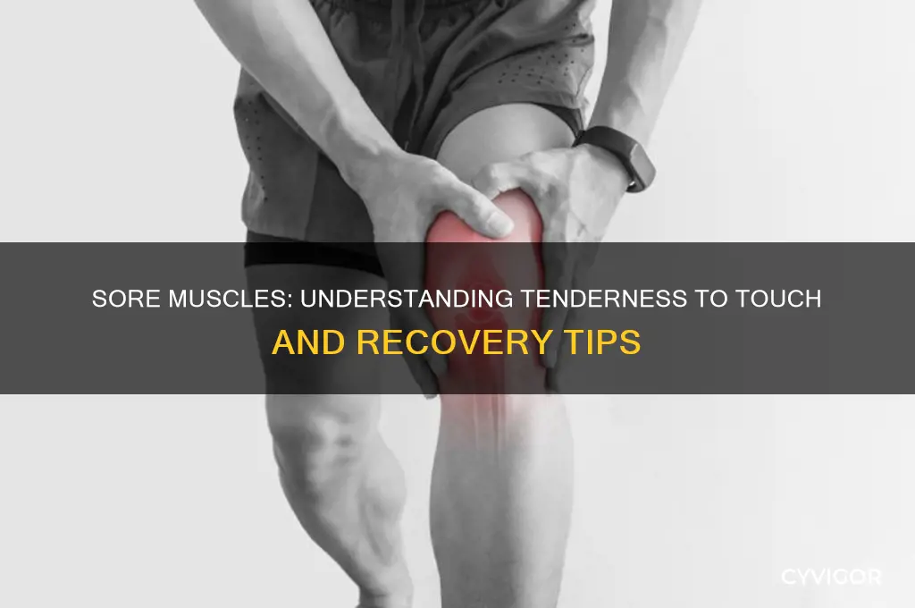Sore Muscles: Understanding Tenderness To Touch And Recovery Tips | CyVigor