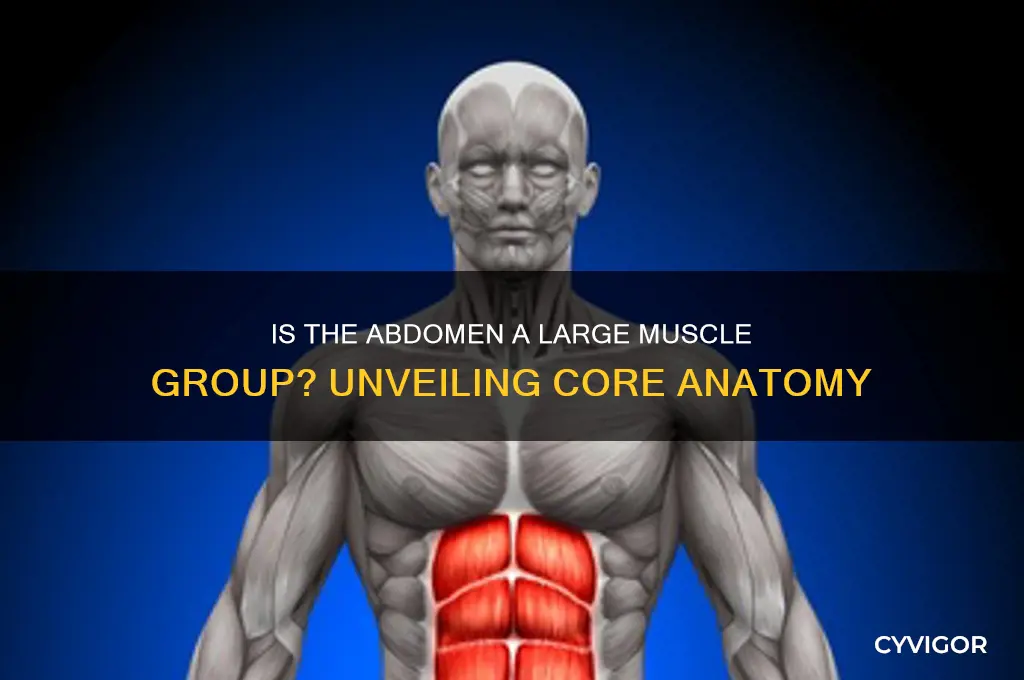 Is The Abdomen A Large Muscle Group? Unveiling Core Anatomy | CyVigor