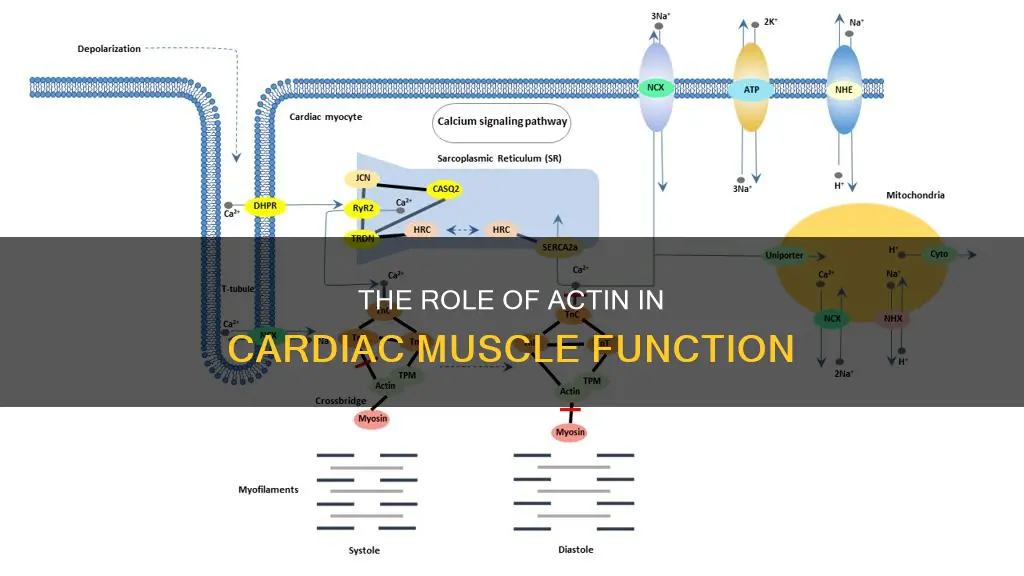 The Role Of Actin In Cardiac Muscle Function | CyVigor