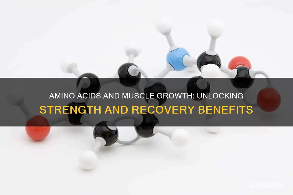 Amino Acids And Muscle Growth: Unlocking Strength And Recovery Benefits ...