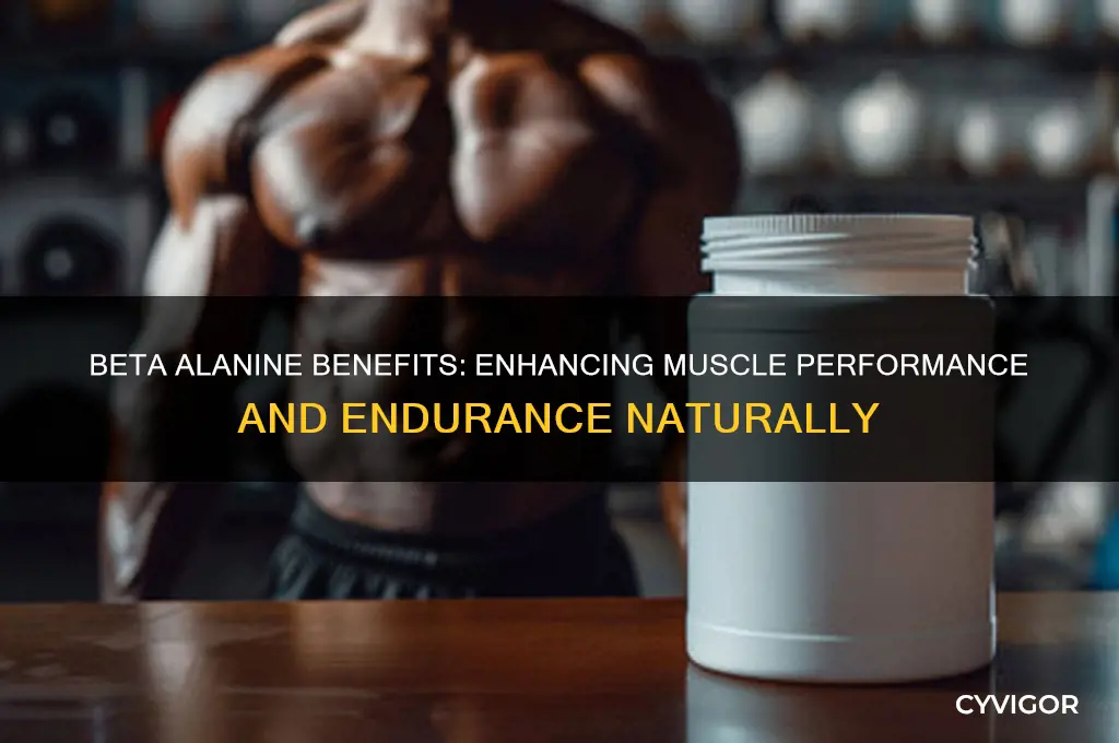 Beta Alanine Benefits: Enhancing Muscle Performance And Endurance ...