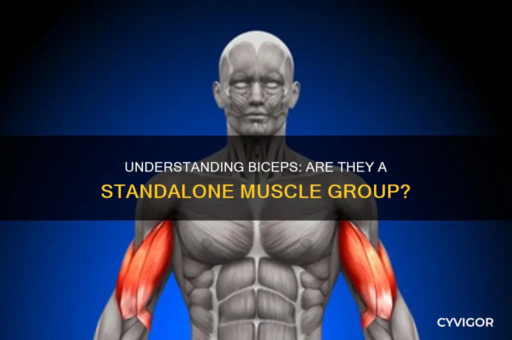 Understanding Biceps: Are They A Standalone Muscle Group? | CyVigor