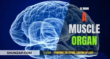 Brain Muscle Myth: Unraveling The Tissue Truth | CyVigor
