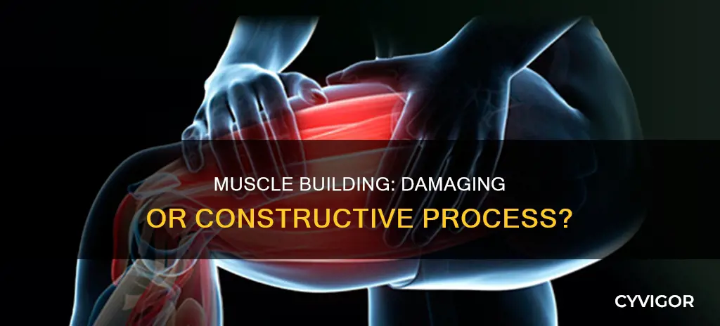 Muscle Building: Damaging Or Constructive Process? | CyVigor