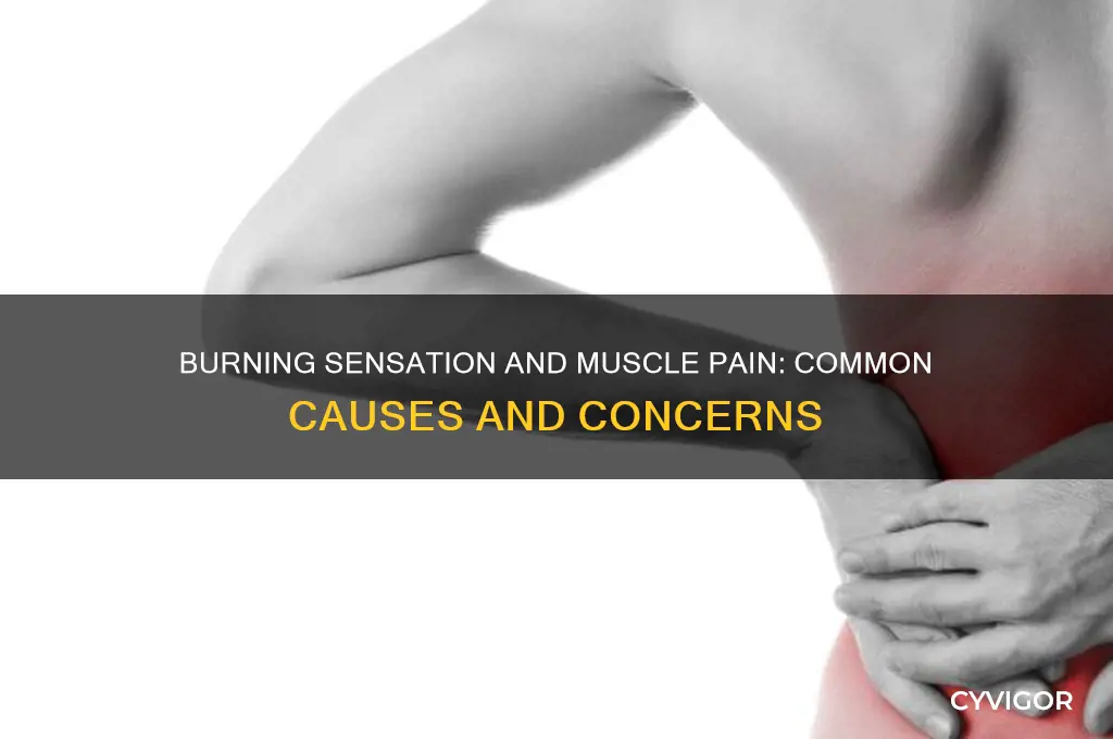 Burning Sensation And Muscle Pain: Common Causes And Concerns | CyVigor