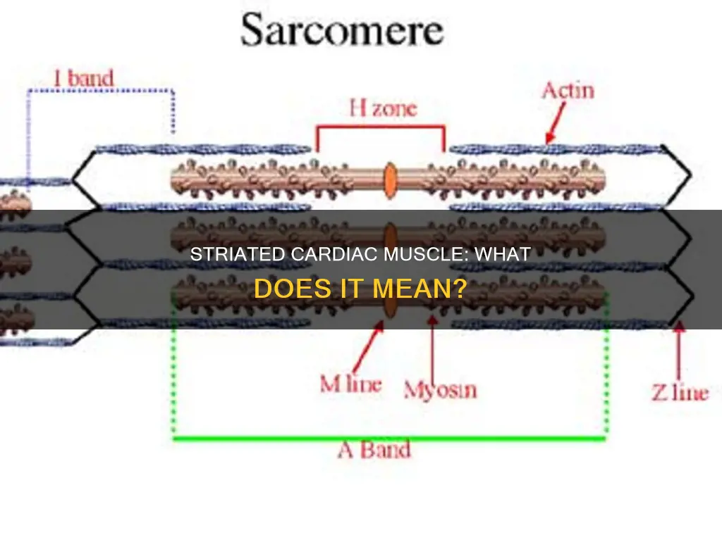 Striated Cardiac Muscle: What Does It Mean? | CyVigor