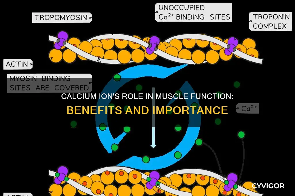 Calcium Ion's Role In Muscle Function: Benefits And Importance | CyVigor