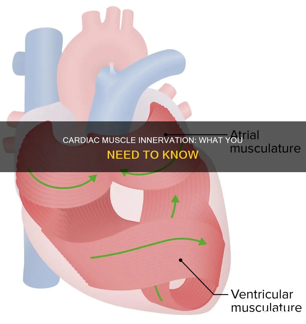 Cardiac Muscle Innervation: What You Need To Know | CyVigor