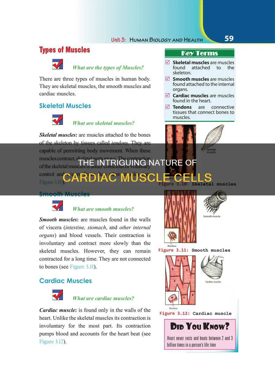 The Intriguing Nature Of Cardiac Muscle Cells | CyVigor