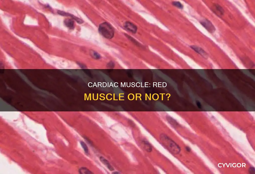 Cardiac Muscle: Red Muscle Or Not? | CyVigor