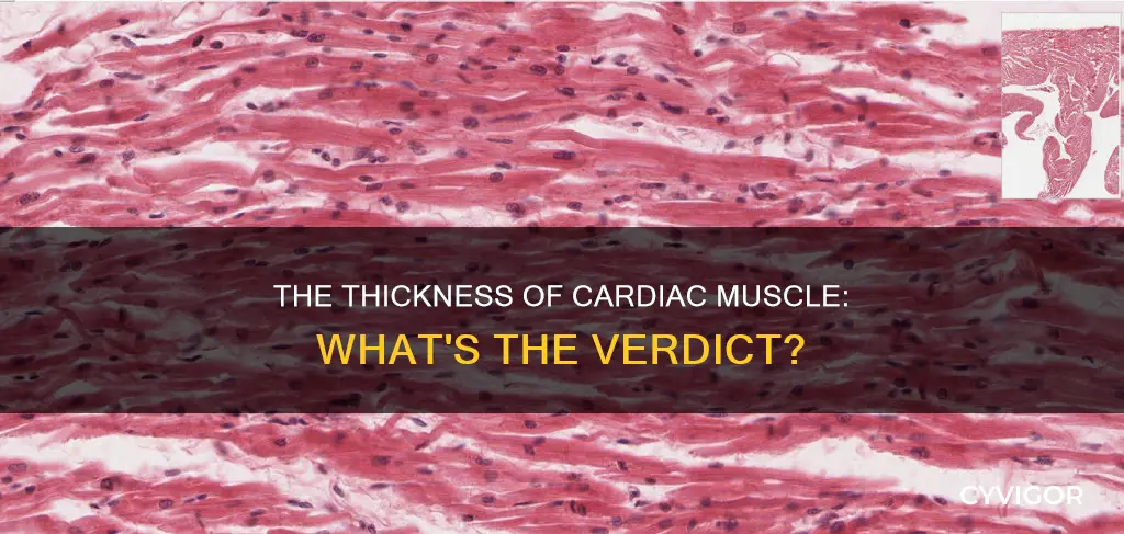 The Thickness Of Cardiac Muscle: What's The Verdict? | CyVigor