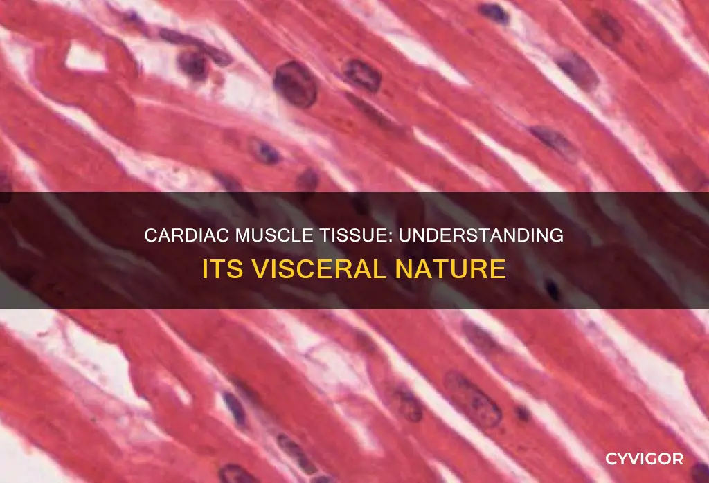 Cardiac Muscle Tissue: Understanding Its Visceral Nature | CyVigor
