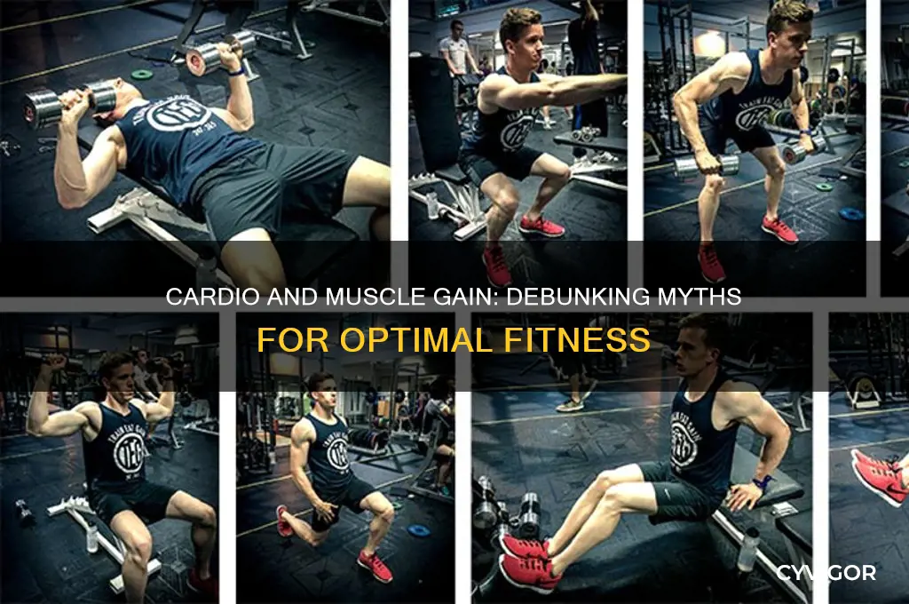 Cardio And Muscle Gain: Debunking Myths For Optimal Fitness | CyVigor