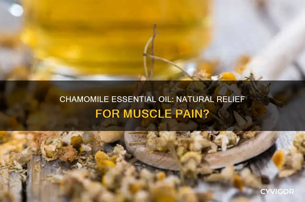 Chamomile Essential Oil: Natural Relief For Muscle Pain? | CyVigor