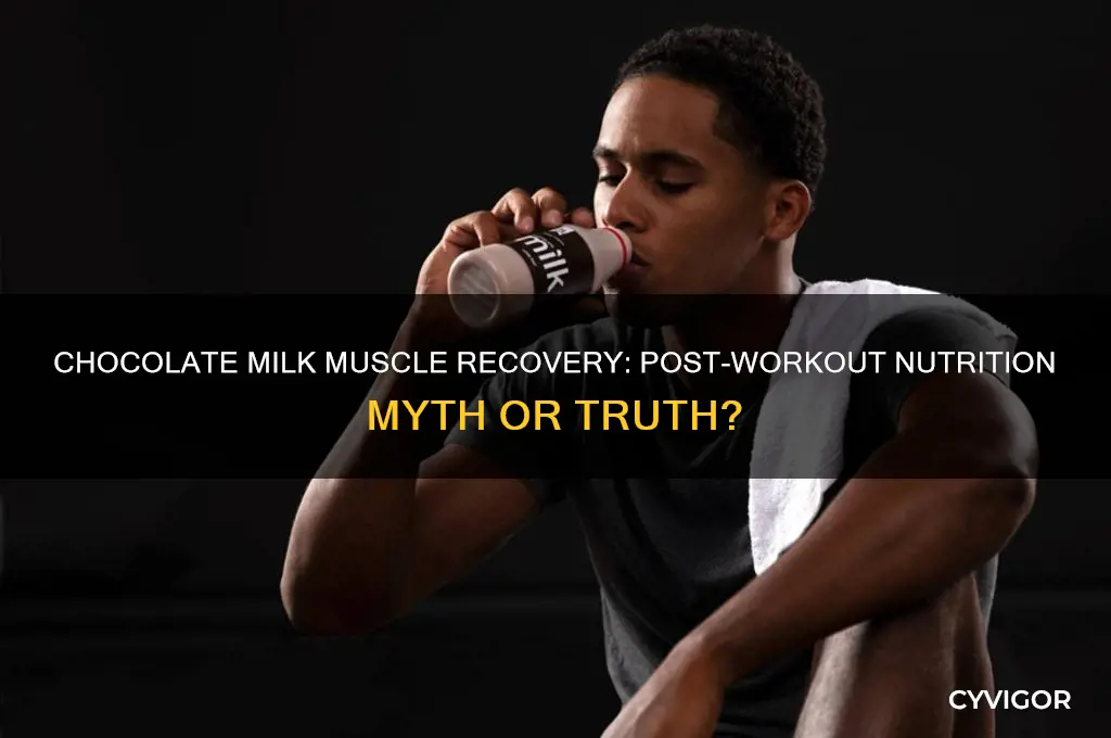Chocolate Milk Muscle Recovery: Post-Workout Nutrition Myth Or Truth ...