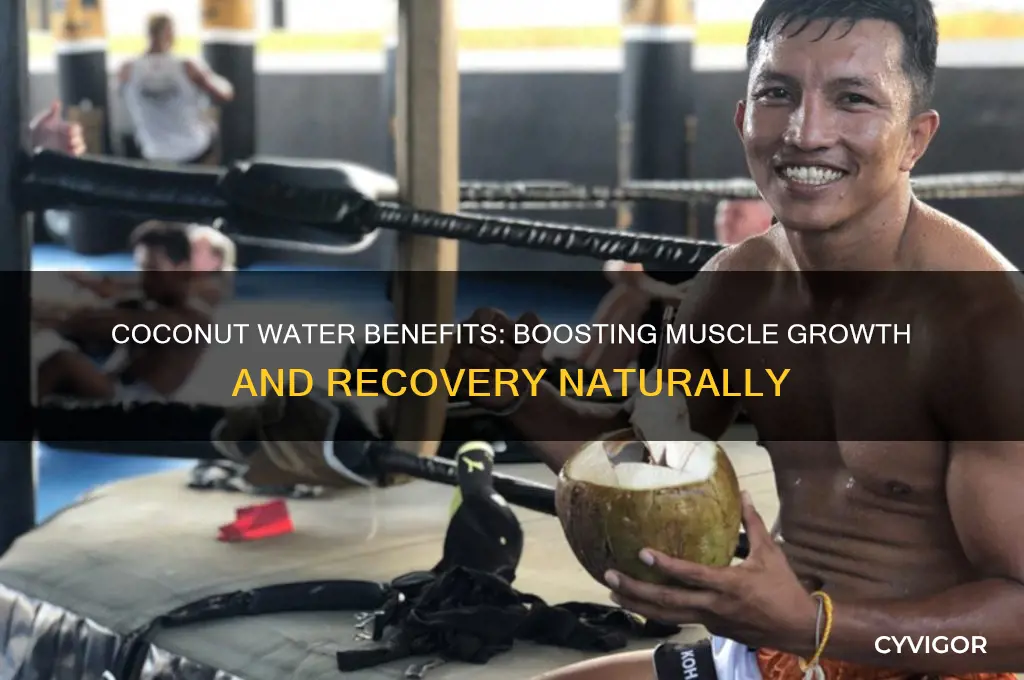 Coconut Water Benefits: Boosting Muscle Growth And Recovery Naturally ...