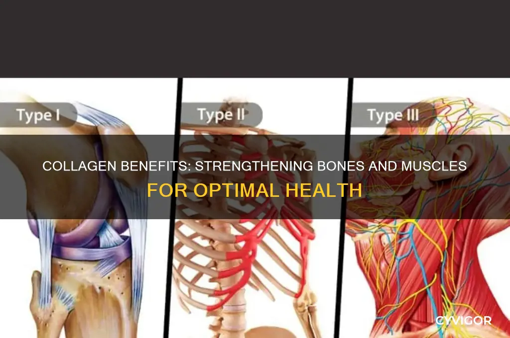 Collagen Benefits: Strengthening Bones And Muscles For Optimal Health ...
