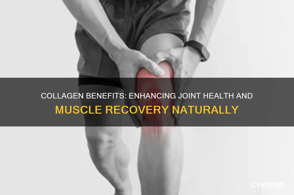 Collagen Benefits: Enhancing Joint Health And Muscle Recovery Naturally ...