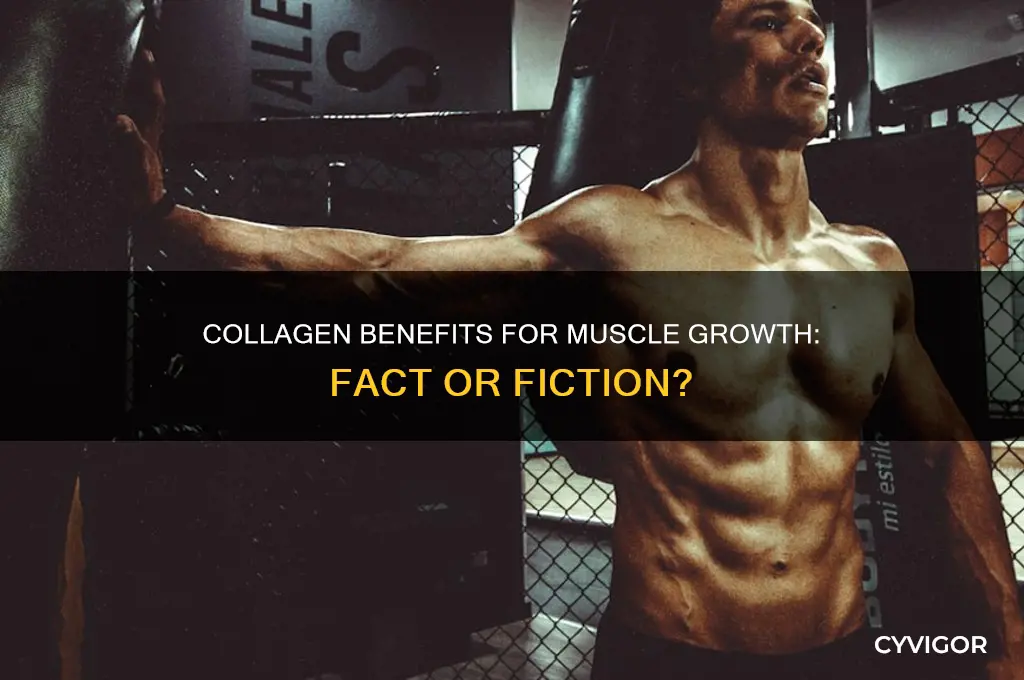 Collagen Benefits For Muscle Growth: Fact Or Fiction? | CyVigor