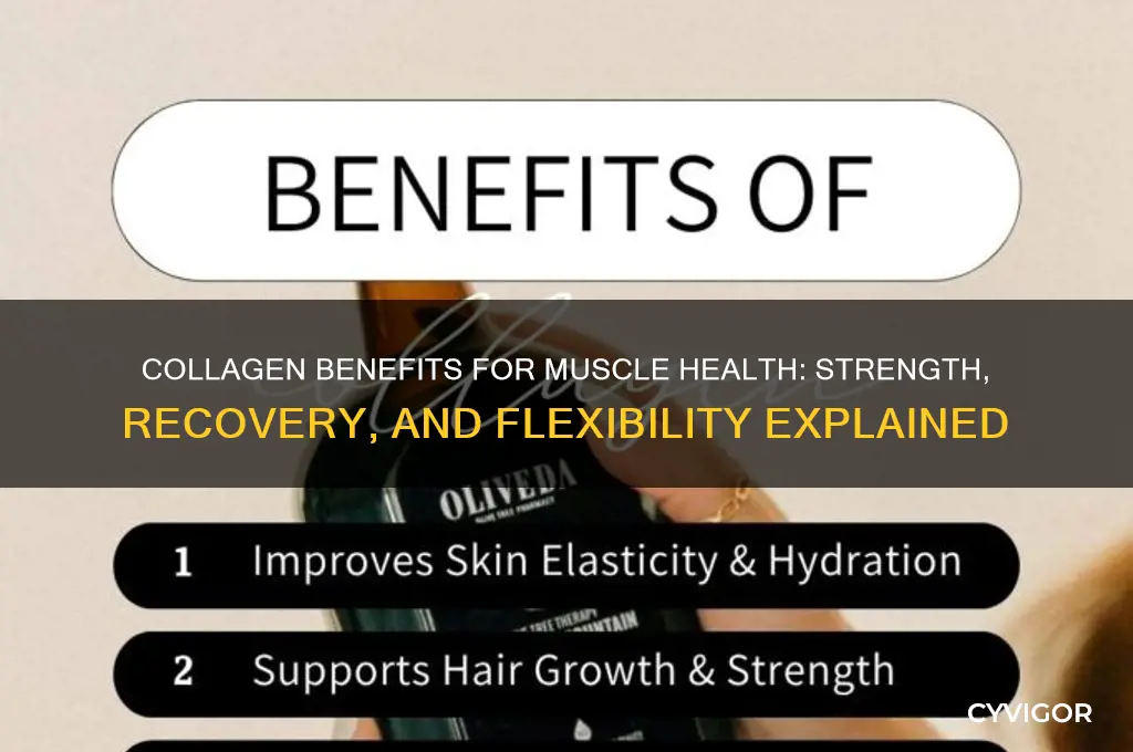 Collagen Benefits For Muscle Health: Strength, Recovery, And ...