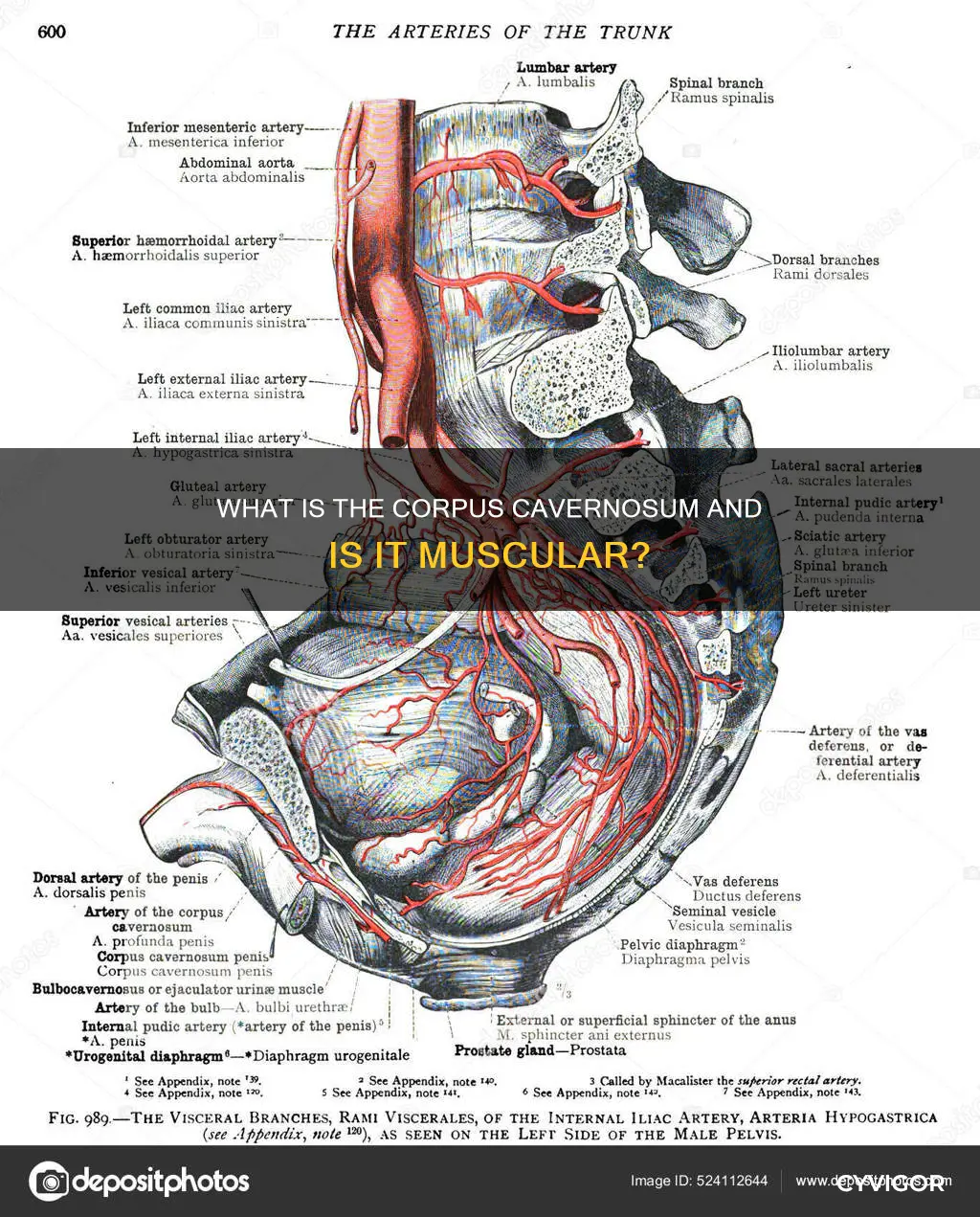 What Is The Corpus Cavernosum And Is It Muscular? | CyVigor