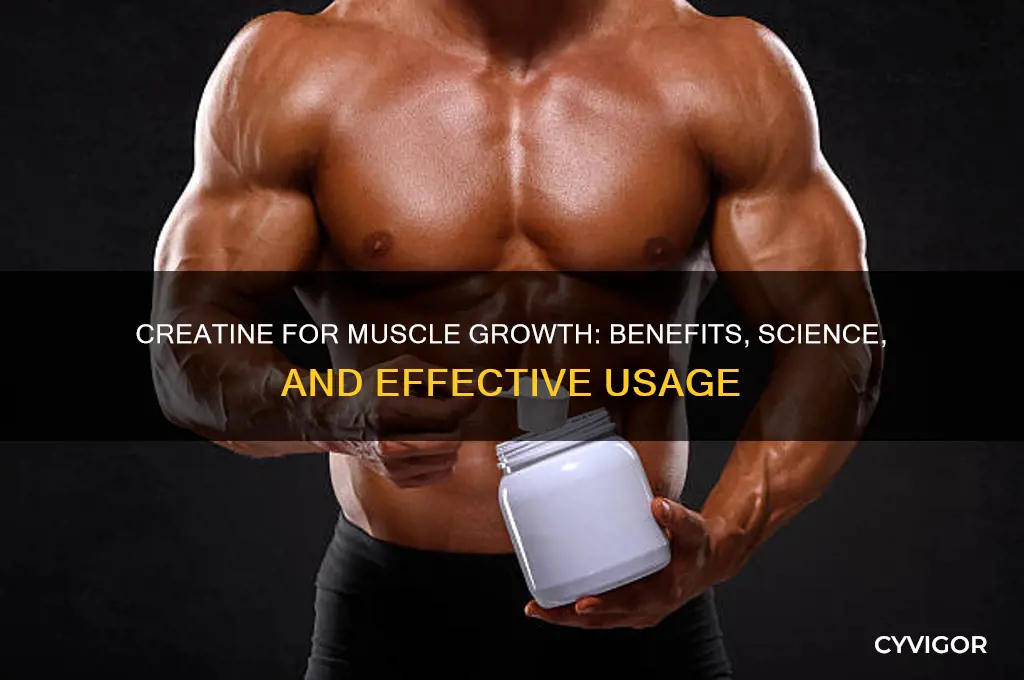Creatine For Muscle Growth: Benefits, Science, And Effective Usage ...