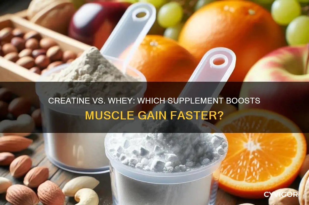 Creatine Vs. Whey: Which Supplement Boosts Muscle Gain Faster? | CyVigor