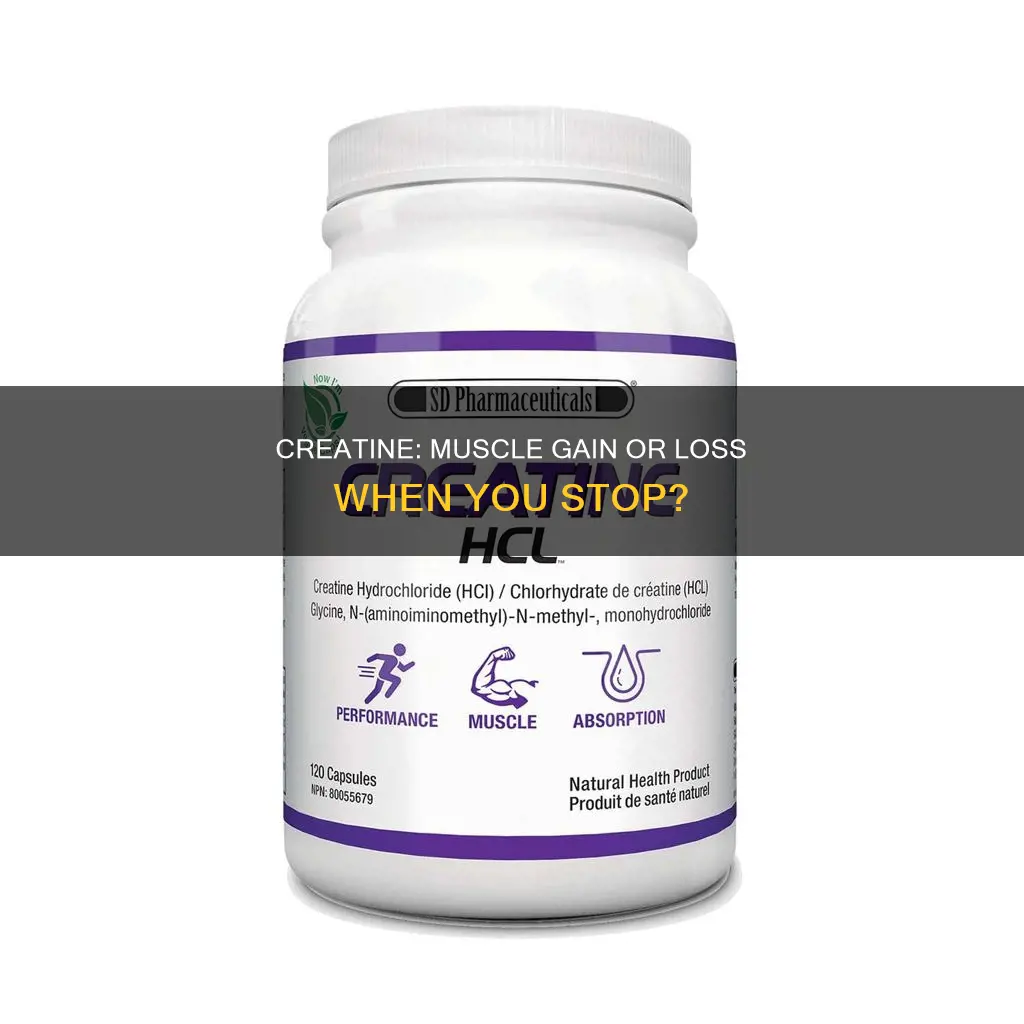 Creatine: Muscle Gain Or Loss When You Stop? | CyVigor