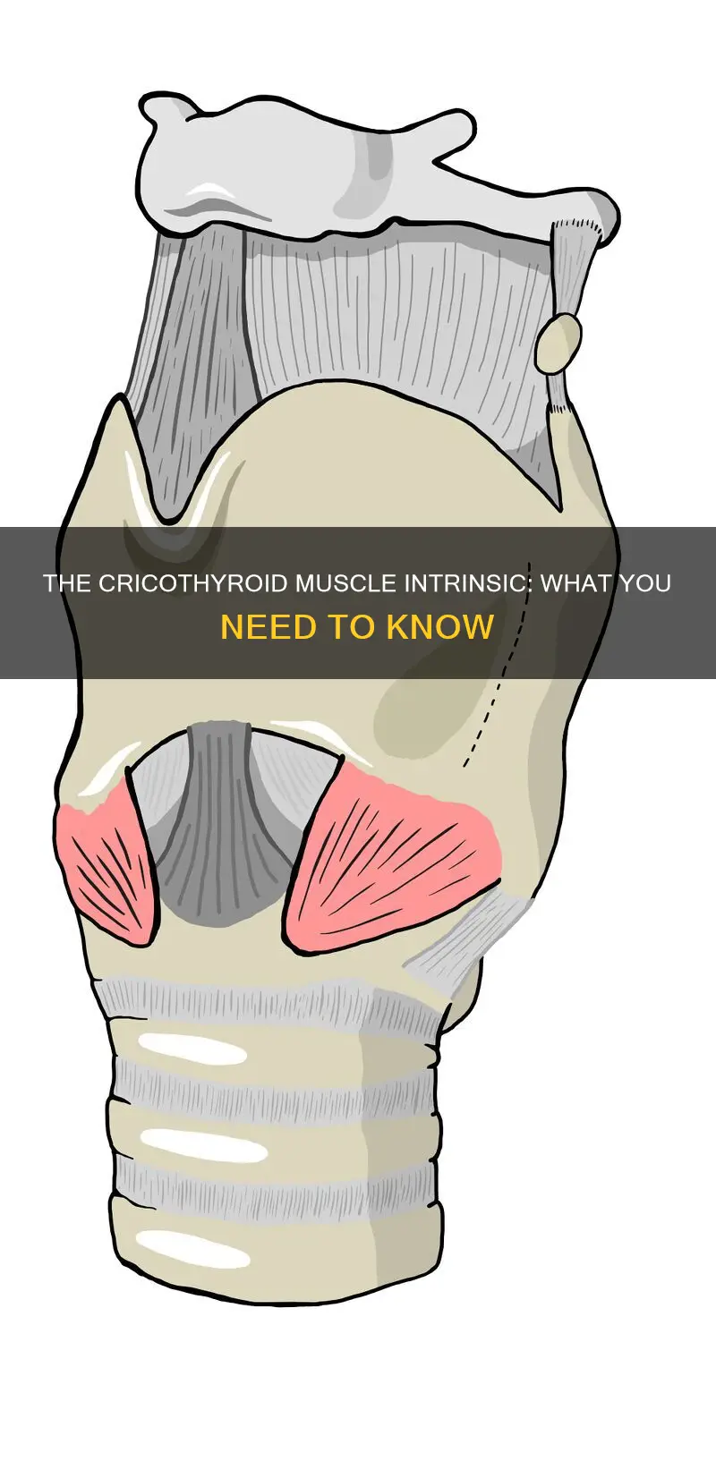 The Cricothyroid Muscle Intrinsic: What You Need To Know | CyVigor