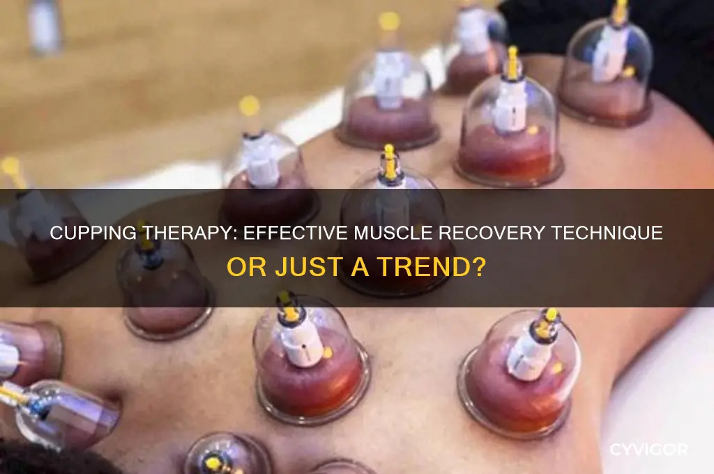 Cupping Therapy: Effective Muscle Recovery Technique Or Just A Trend ...