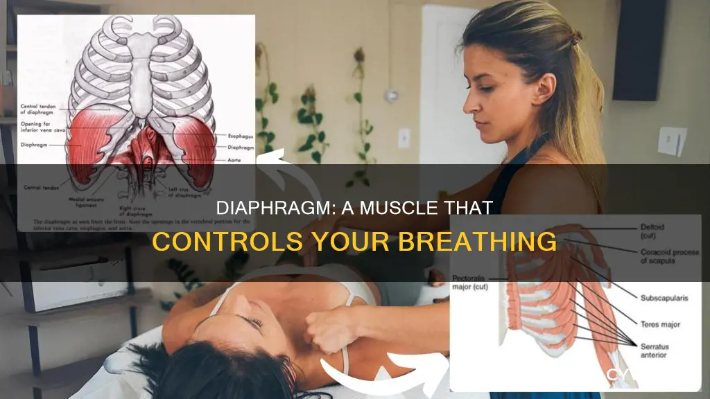 Diaphragm: A Muscle That Controls Your Breathing | CyVigor