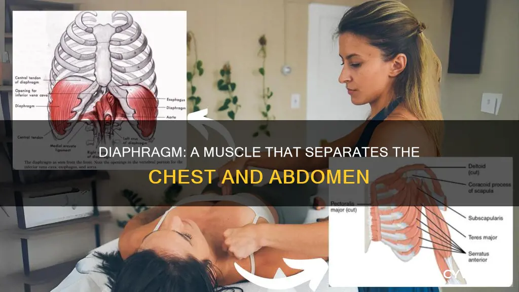 Diaphragm: A Muscle That Separates The Chest And Abdomen | CyVigor