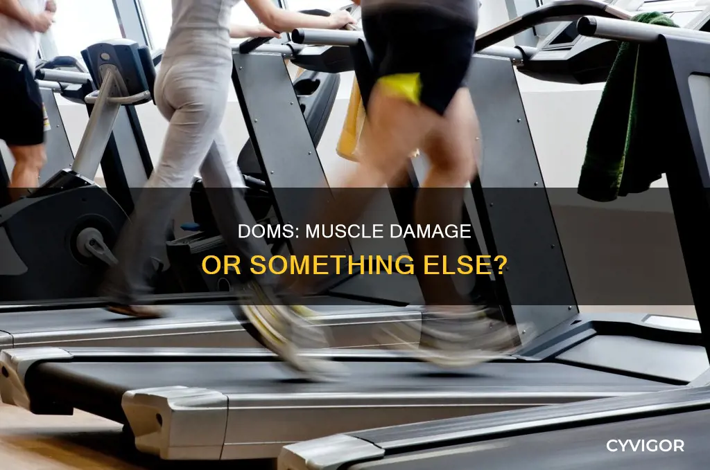 Doms: Muscle Damage Or Something Else? | CyVigor
