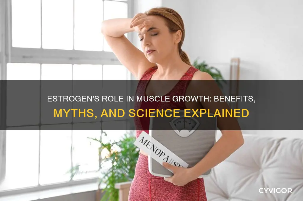 Estrogen's Role In Muscle Growth: Benefits, Myths, And Science ...