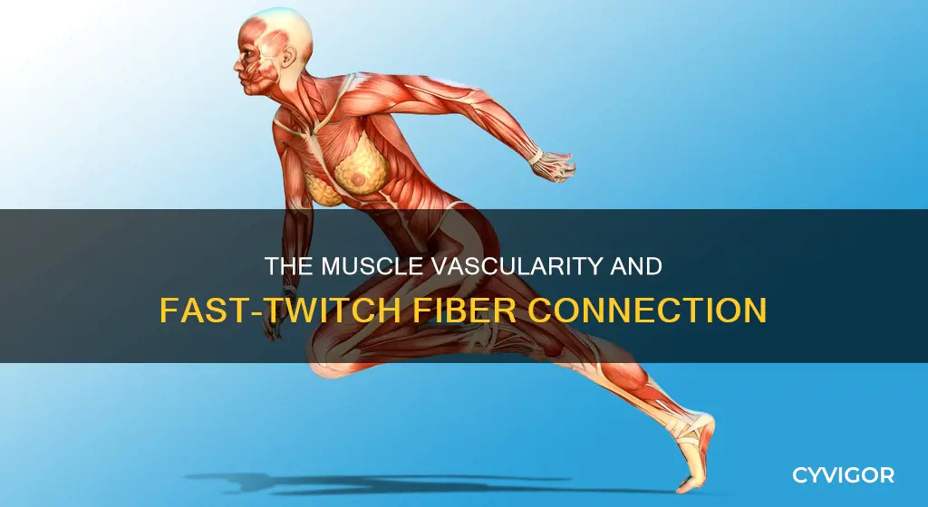 The Muscle Vascularity And Fast-Twitch Fiber Connection | CyVigor