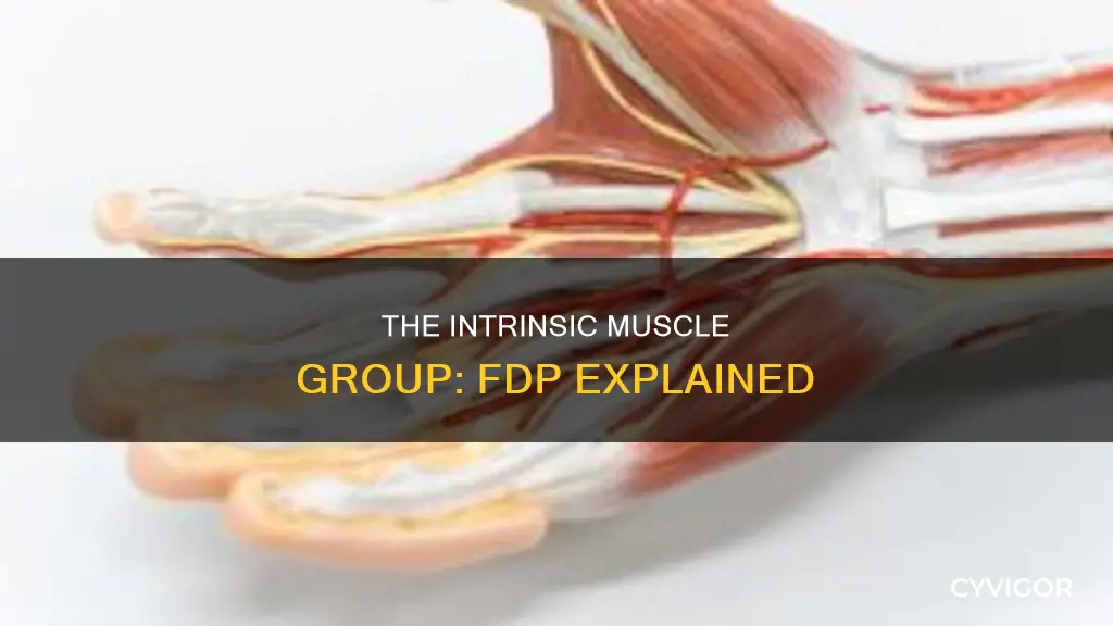 The Intrinsic Muscle Group: Fdp Explained | CyVigor
