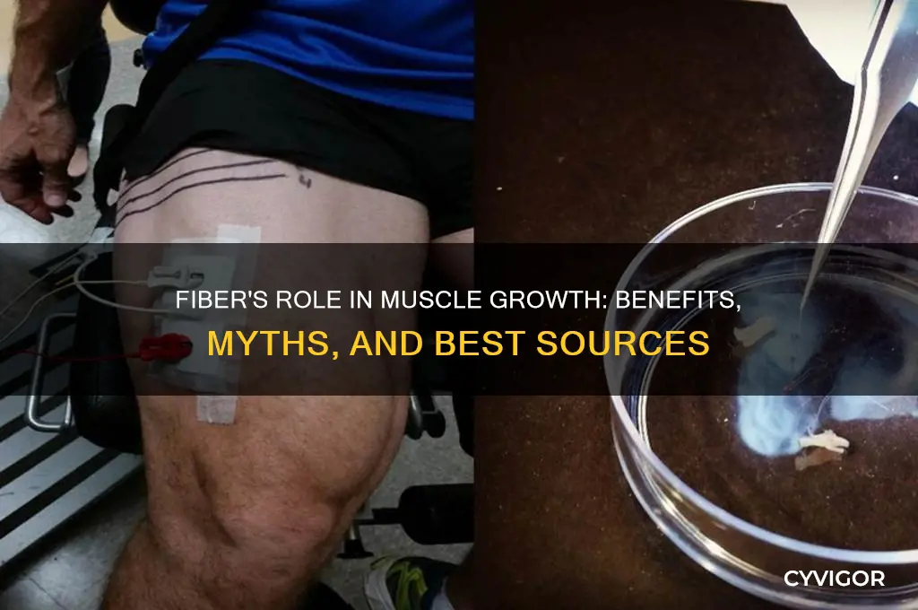 Fiber's Role In Muscle Growth: Benefits, Myths, And Best Sources | CyVigor